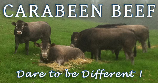 Carabeen Beef - Nursing Calves with Tick Paralysis